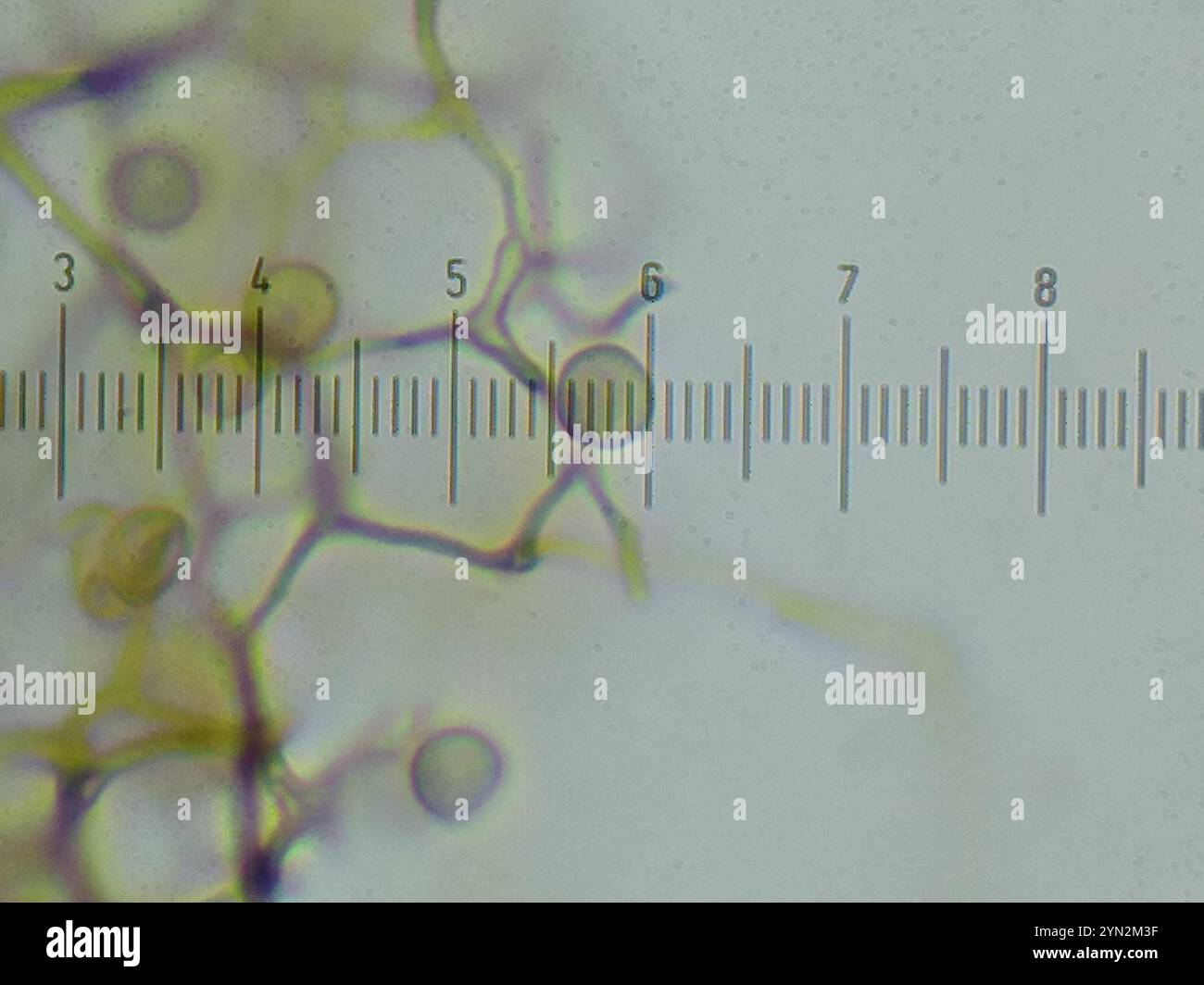 (Stemonitis axifera smithii Stock Photo - Alamy