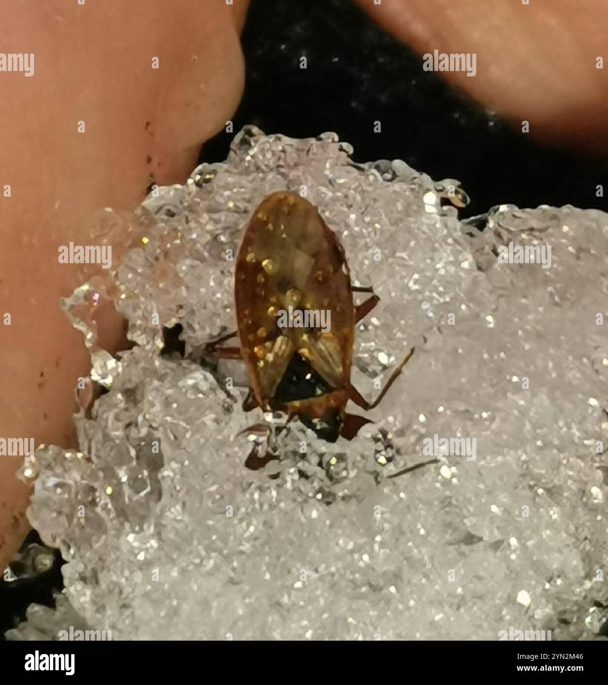 Spruce Cone Bug (Gastrodes abietum Stock Photo - Alamy