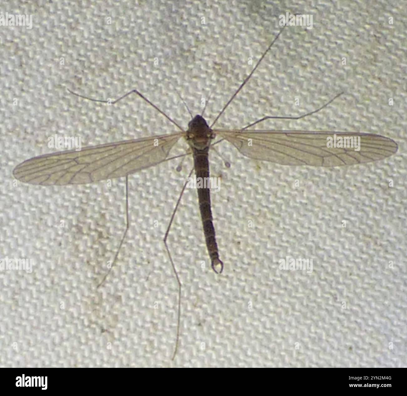 Trichocera hi-res stock photography and images - Alamy