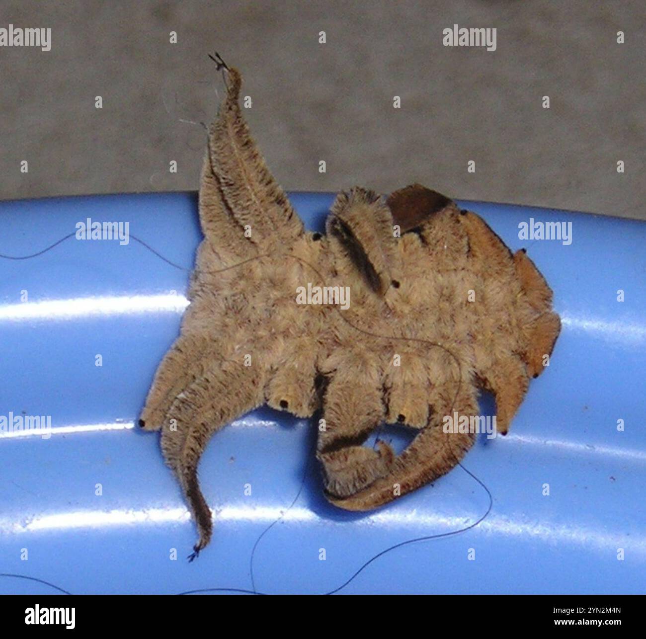 Hag Moth (Phobetron pithecium Stock Photo - Alamy