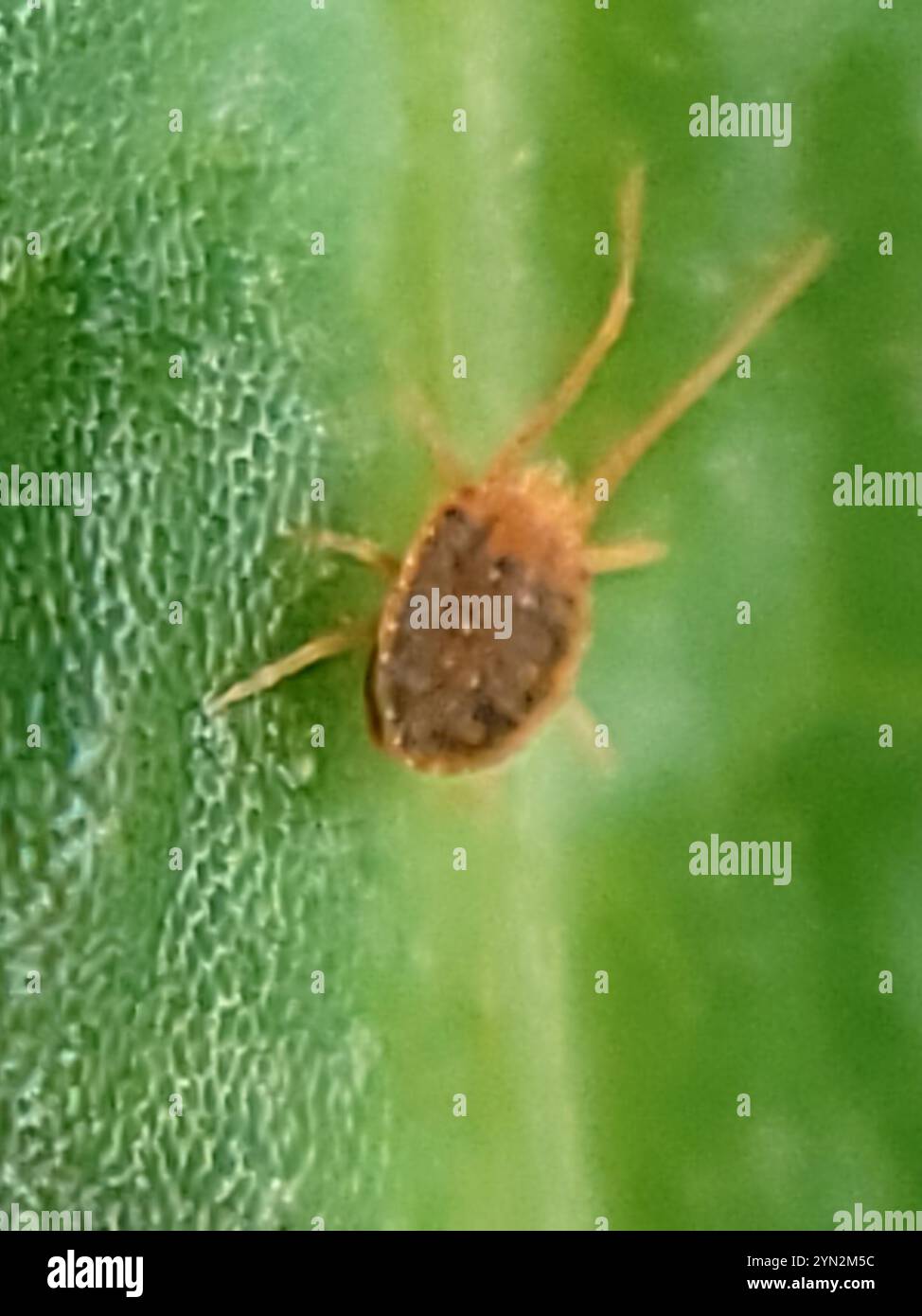 Bryobia hi-res stock photography and images - Alamy