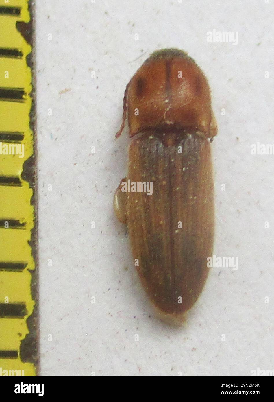 Click Beetles (Elateridae Stock Photo - Alamy