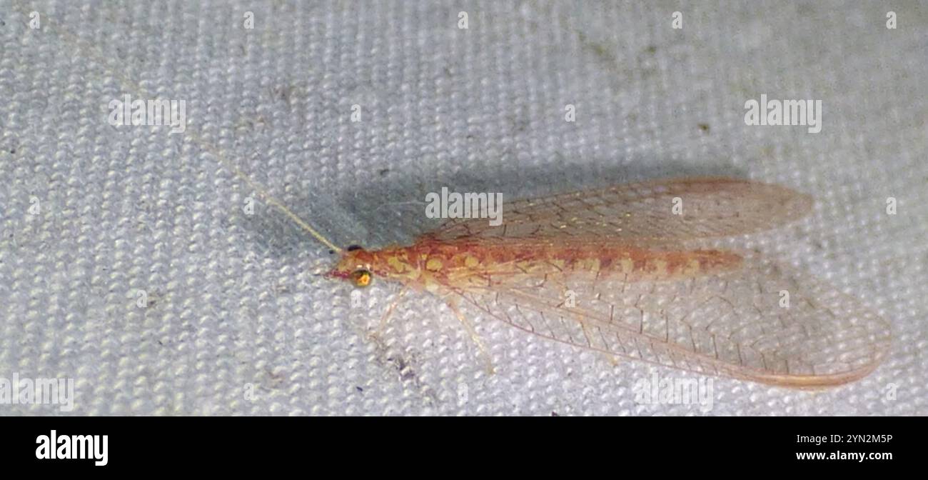 Red-lipped Green Lacewing (Chrysoperla rufilabris Stock Photo - Alamy
