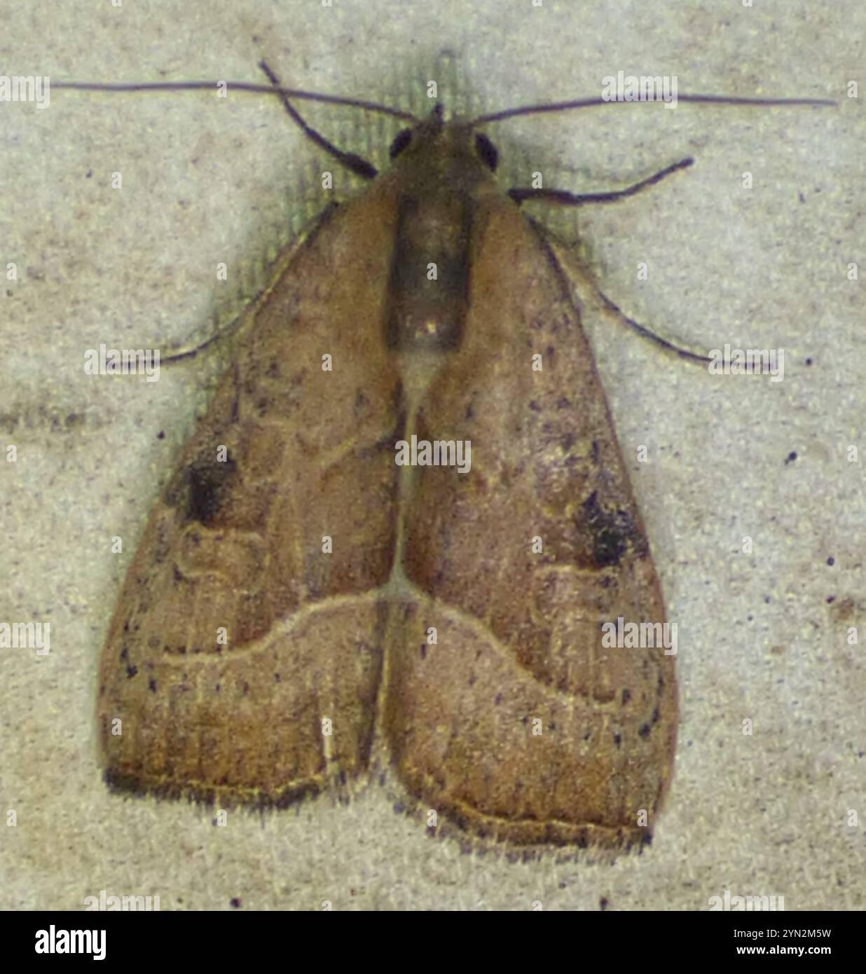 Wedgling Moth (Galgula partita Stock Photo - Alamy