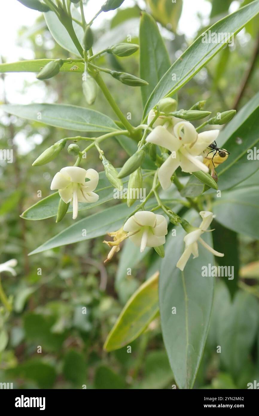 Rhino-Coffee (Kraussia floribunda Stock Photo - Alamy
