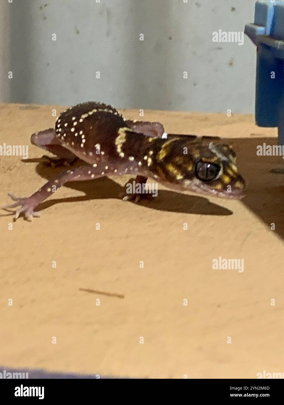 Thick-tailed Barking Gecko (Underwoodisaurus milii Stock Photo - Alamy