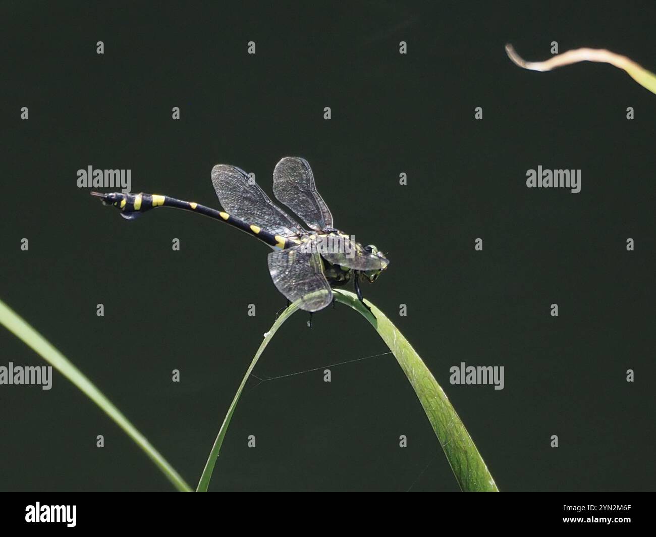 Indian Common Clubtail (Ictinogomphus rapax Stock Photo - Alamy