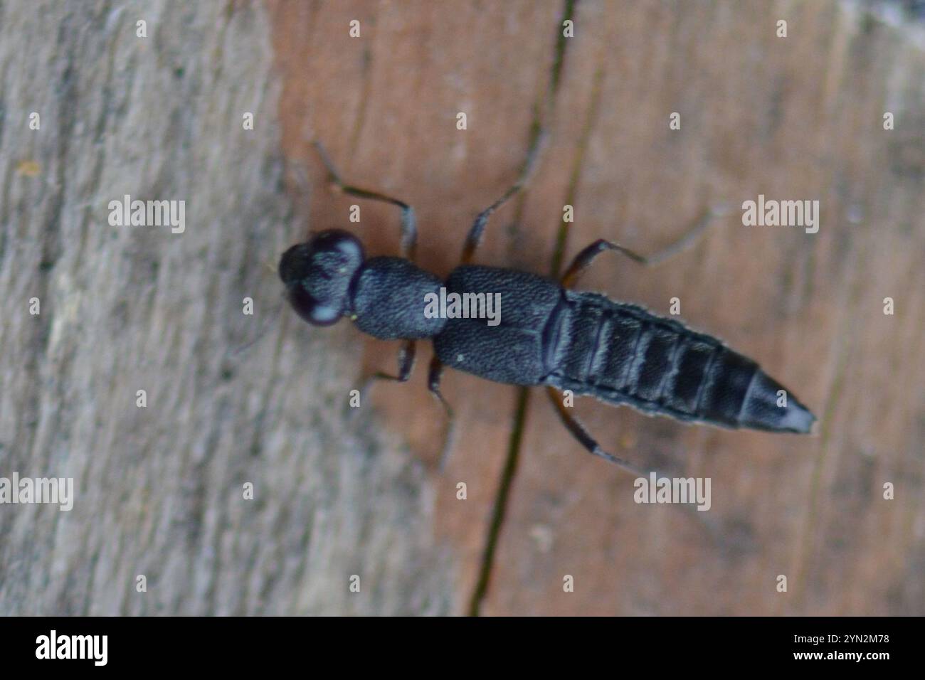 Clavicornis hi-res stock photography and images - Alamy