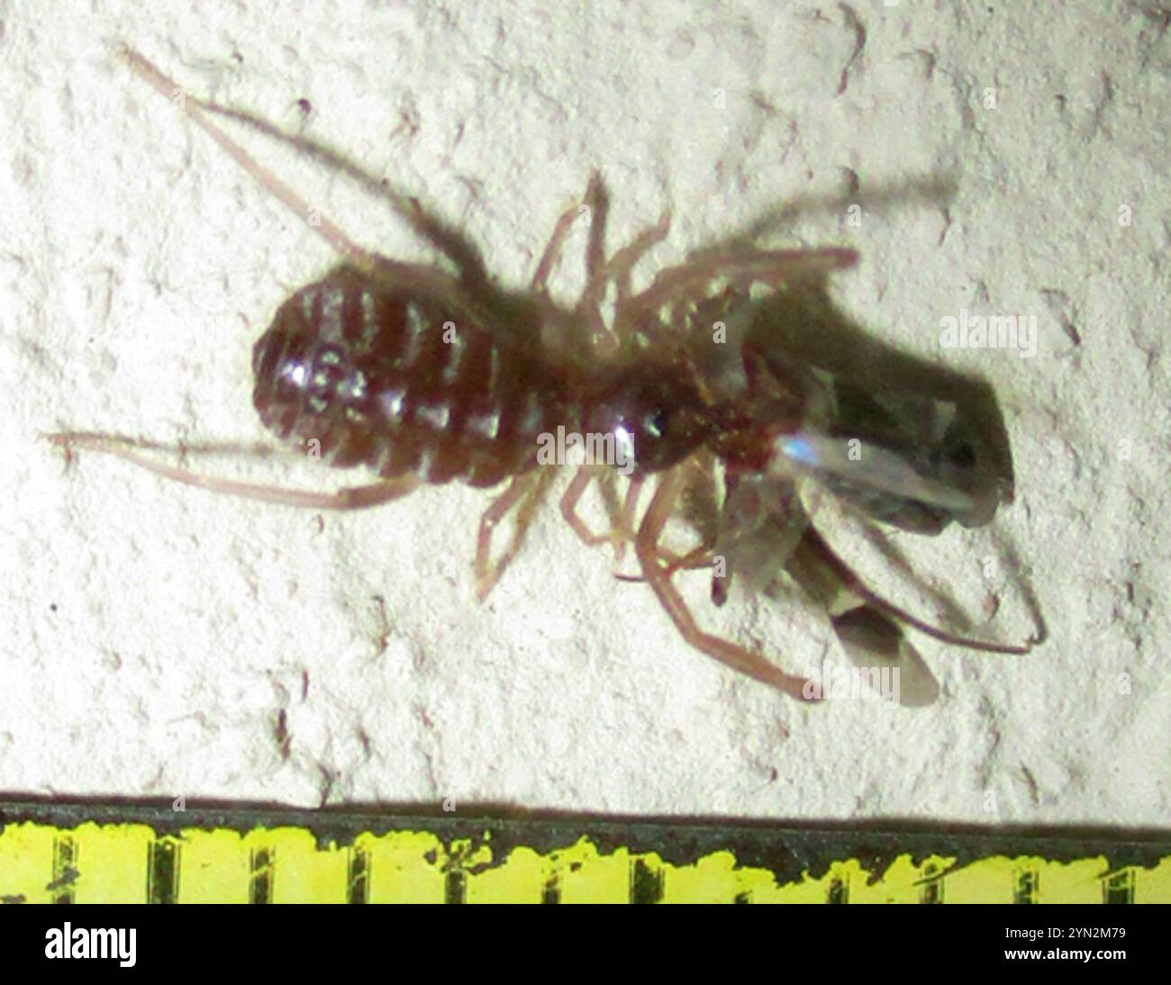 Barklice, Booklice, and Parasitic Lice (Psocodea Stock Photo - Alamy