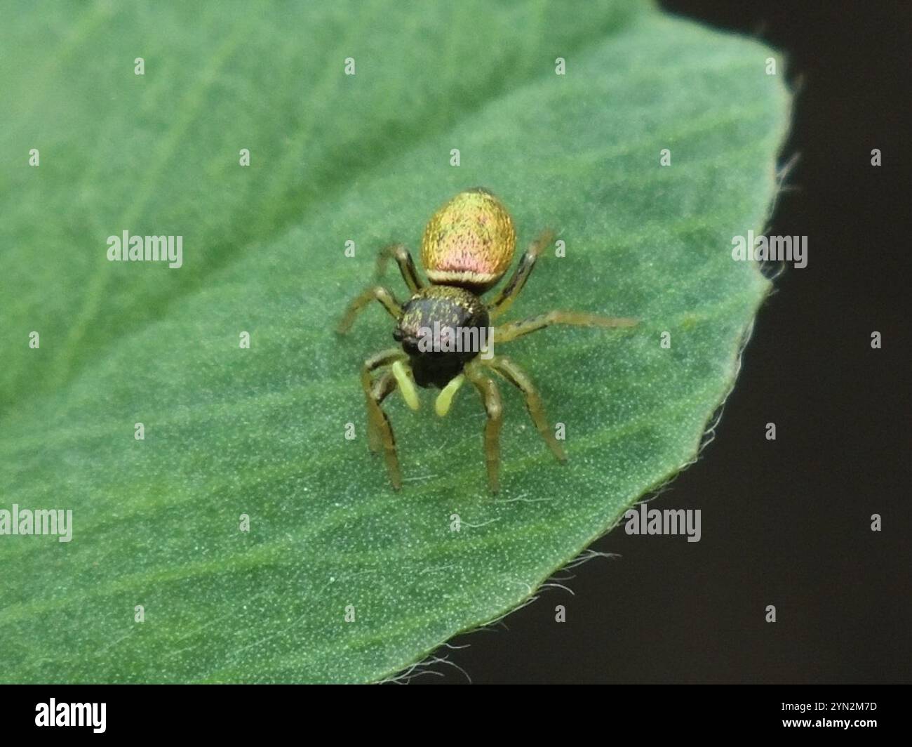 Heliophanus auratus hi-res stock photography and images - Alamy