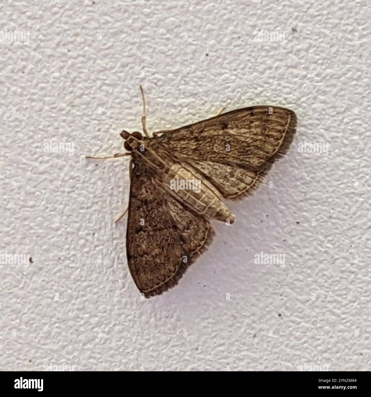 Herpetogramma hi-res stock photography and images - Alamy