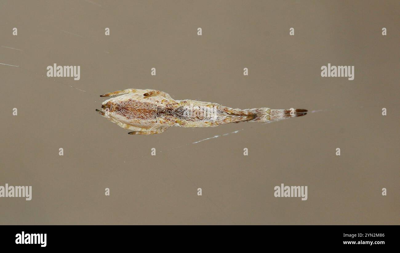 Walckenaer's Feather-legged Spider (Uloborus walckenaerius Stock Photo ...