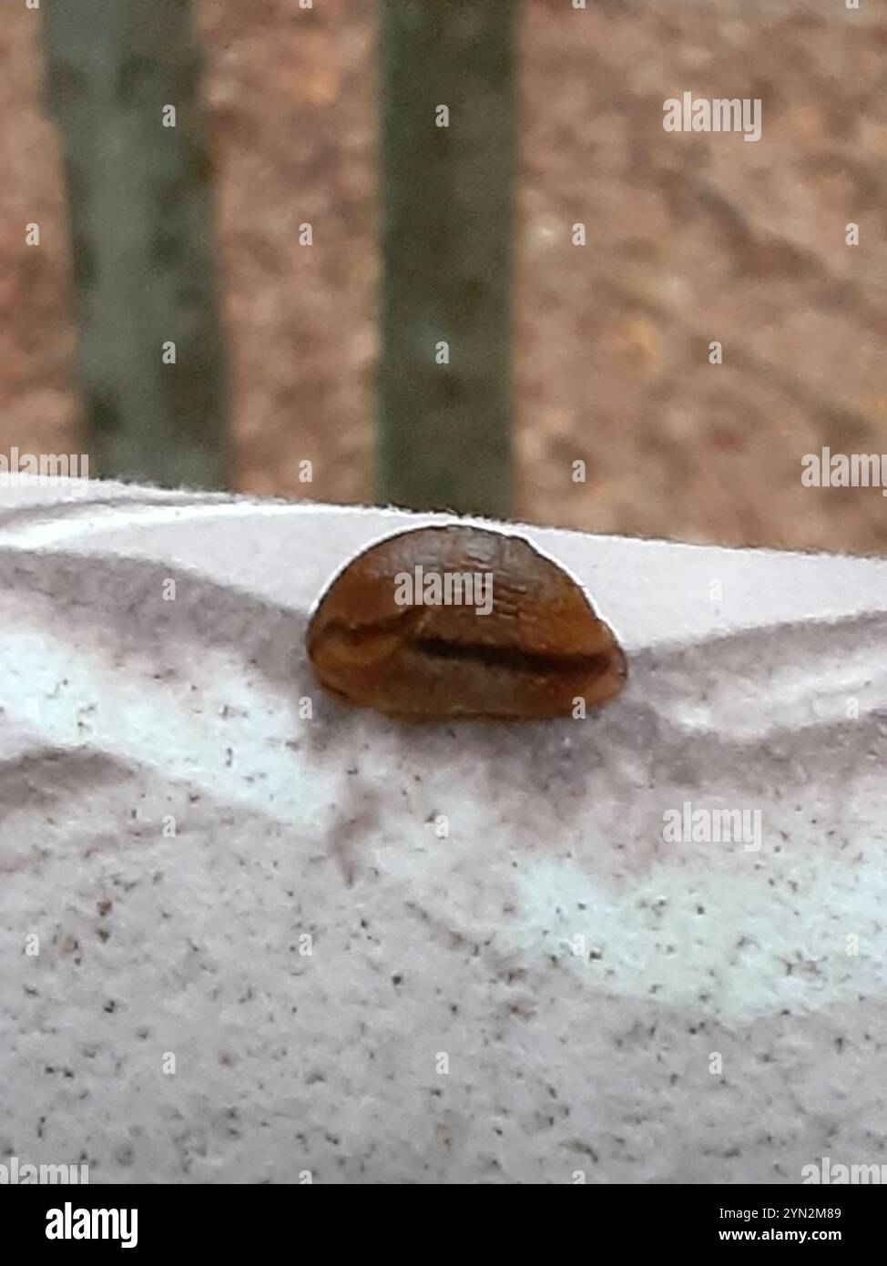 Western Dusky Slug (Arion subfuscus Stock Photo - Alamy