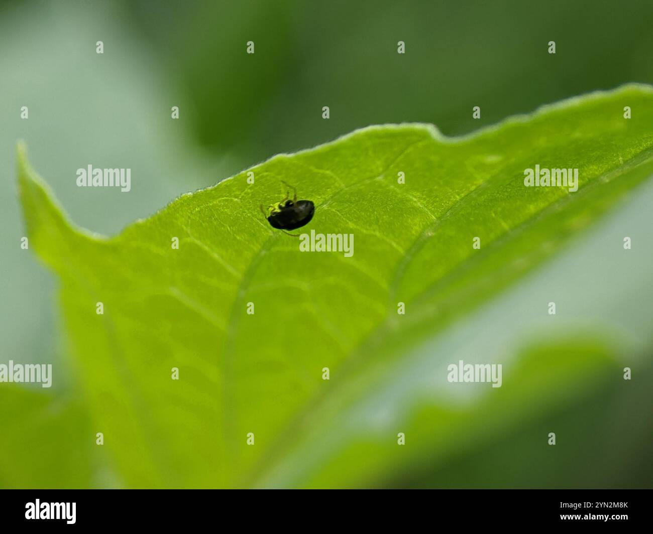 Flea Beetles (Alticini Stock Photo - Alamy