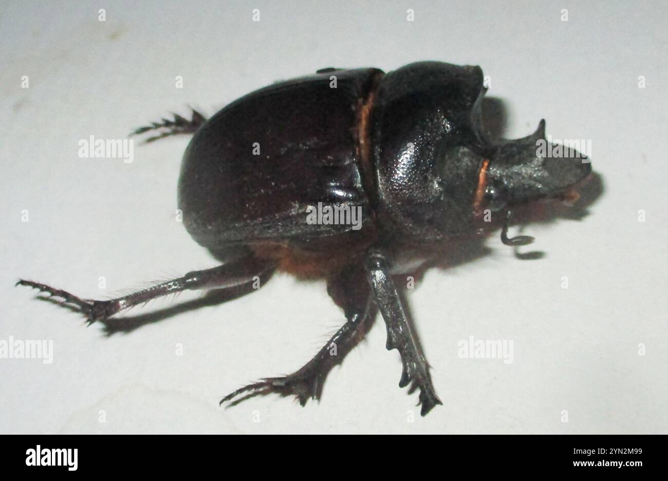 Giant Dung Beetles (Heliocopris Stock Photo - Alamy