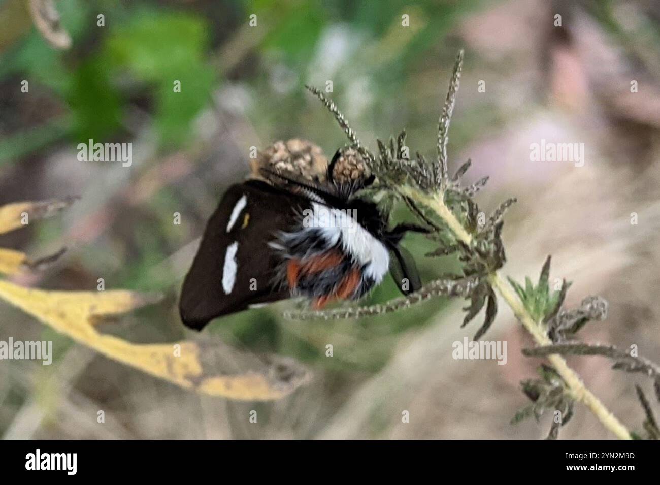 Grote's buckmoth (Hemileuca grotei Stock Photo - Alamy