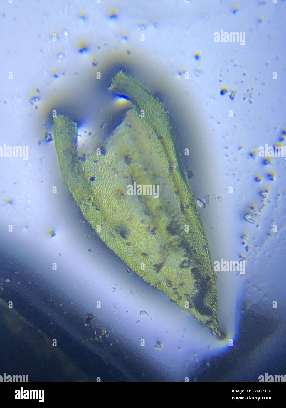 fan moss (Forsstroemia trichomitria Stock Photo - Alamy