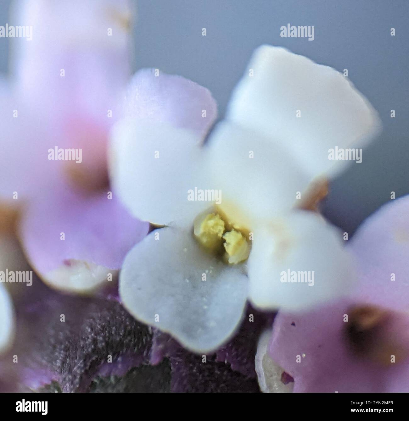 turkey tangle frogfruit (Phyla nodiflora Stock Photo - Alamy