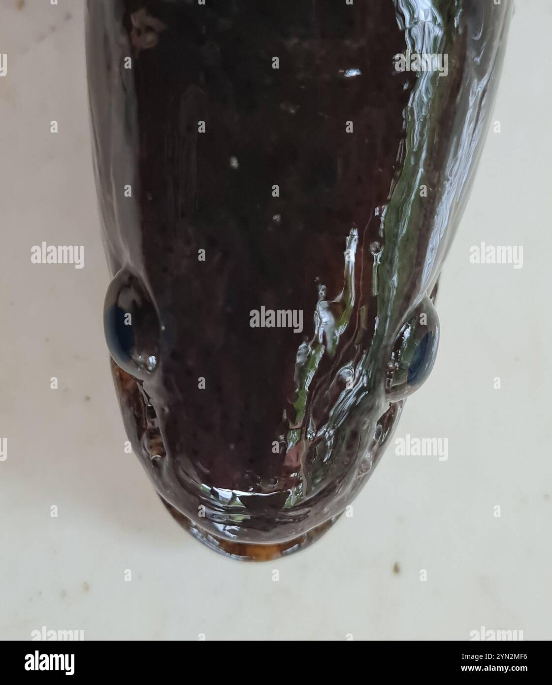 Common Wolffish (Hoplias malabaricus Stock Photo - Alamy