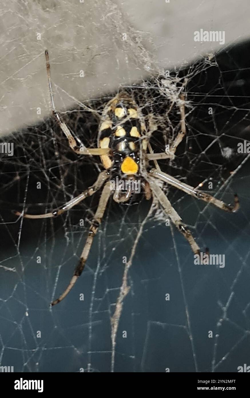 African hermit spider hi-res stock photography and images - Alamy