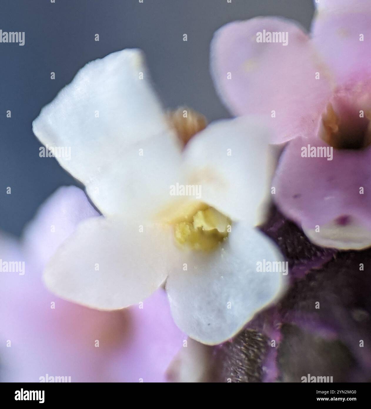 turkey tangle frogfruit (Phyla nodiflora Stock Photo - Alamy