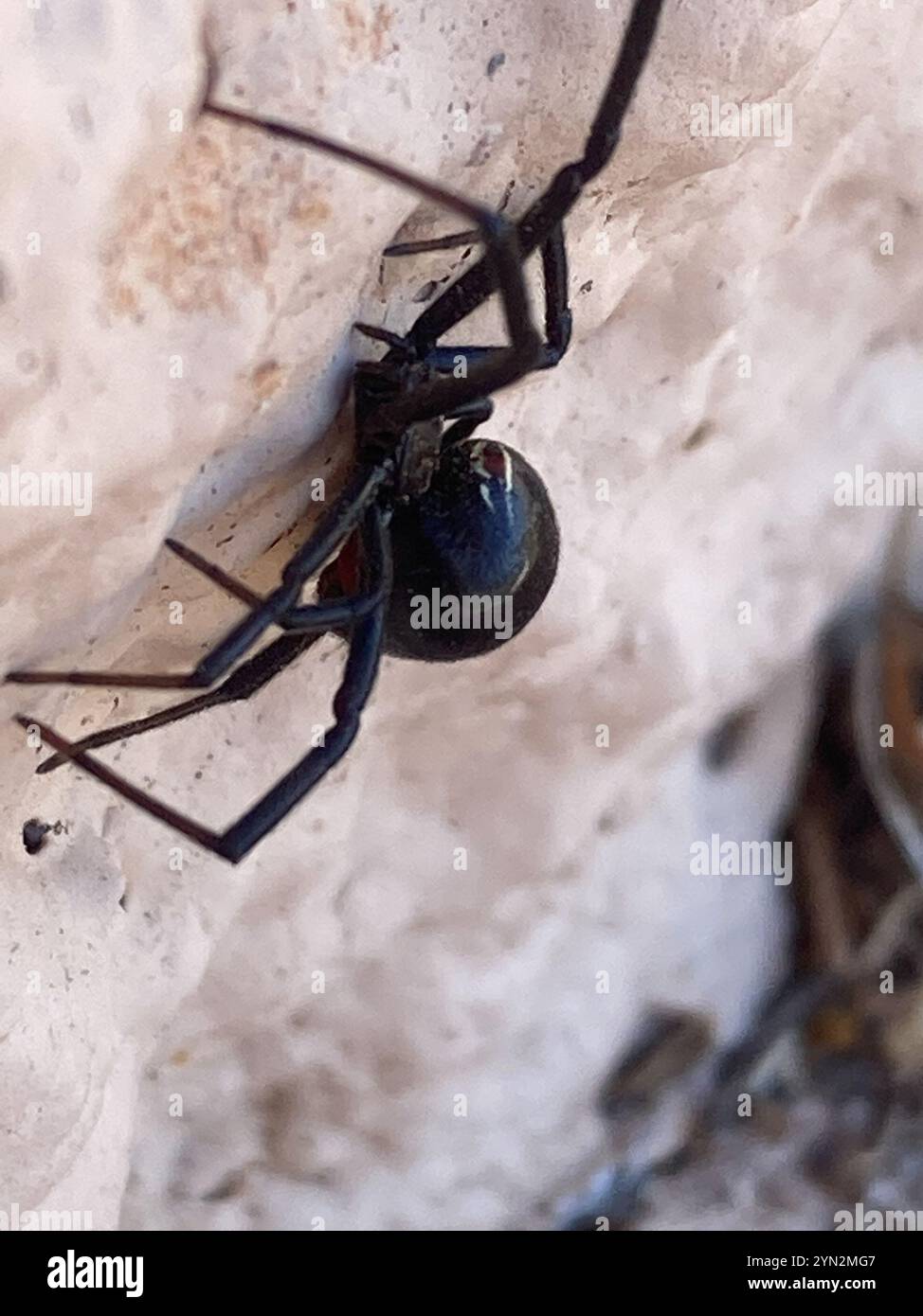 Widow Spiders (Latrodectus Stock Photo - Alamy