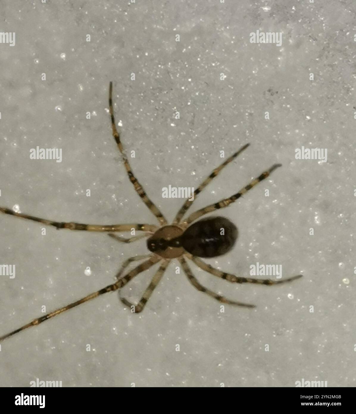 Cave spider (Nesticus cellulanus Stock Photo - Alamy