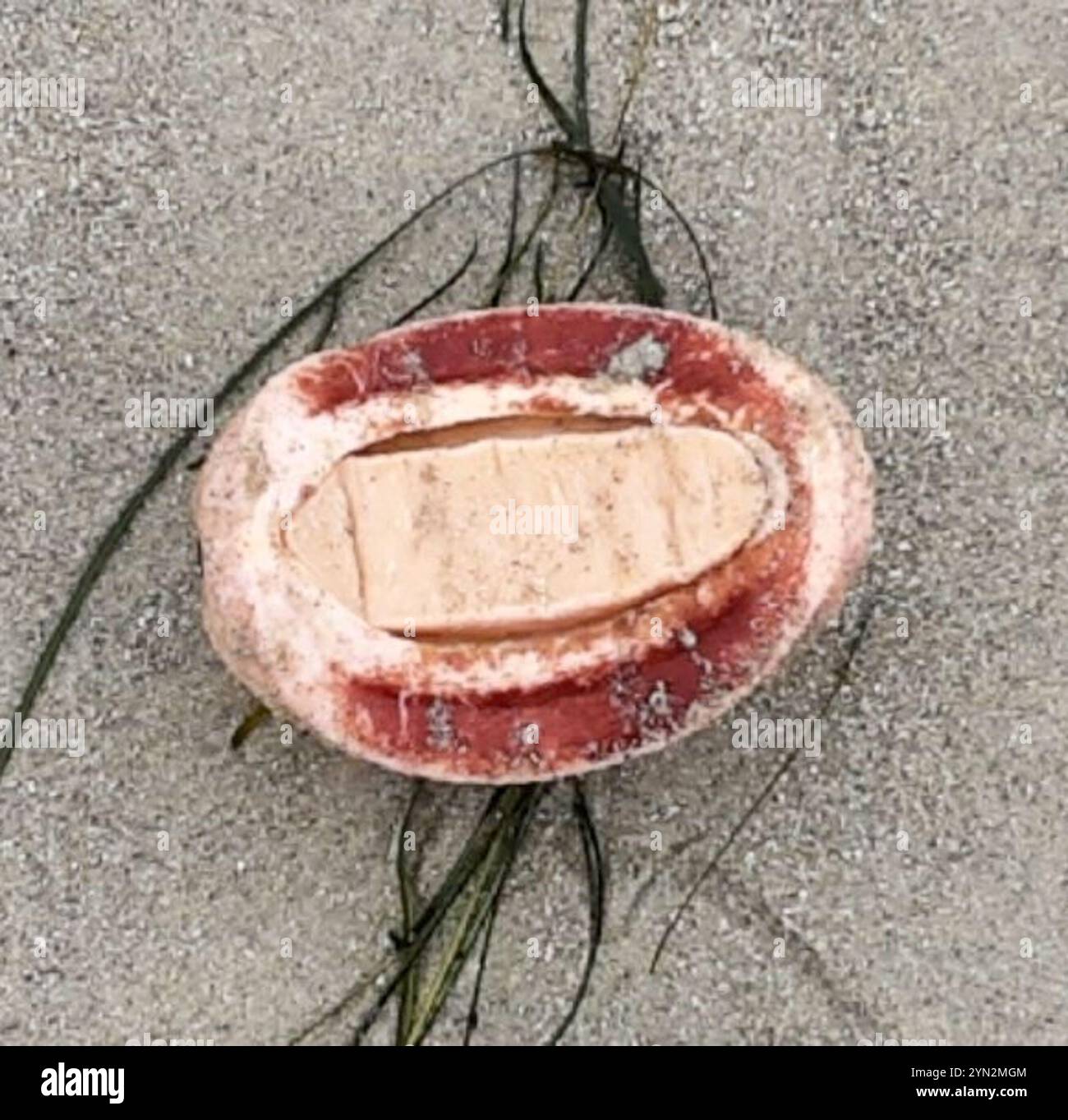 Gumboot Chiton (Cryptochiton stelleri Stock Photo - Alamy