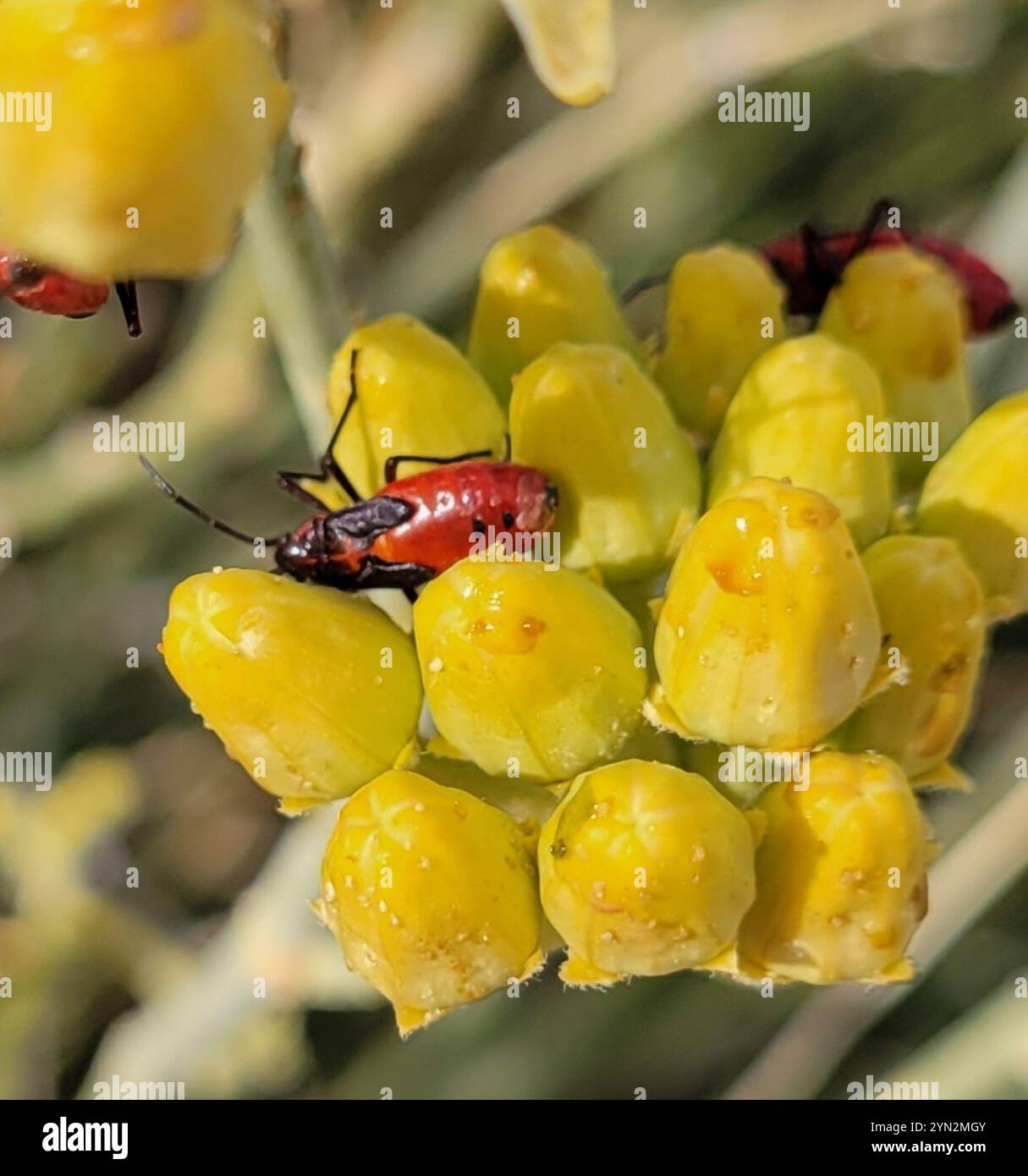 Large Milkweed Bug (Oncopeltus fasciatus Stock Photo - Alamy