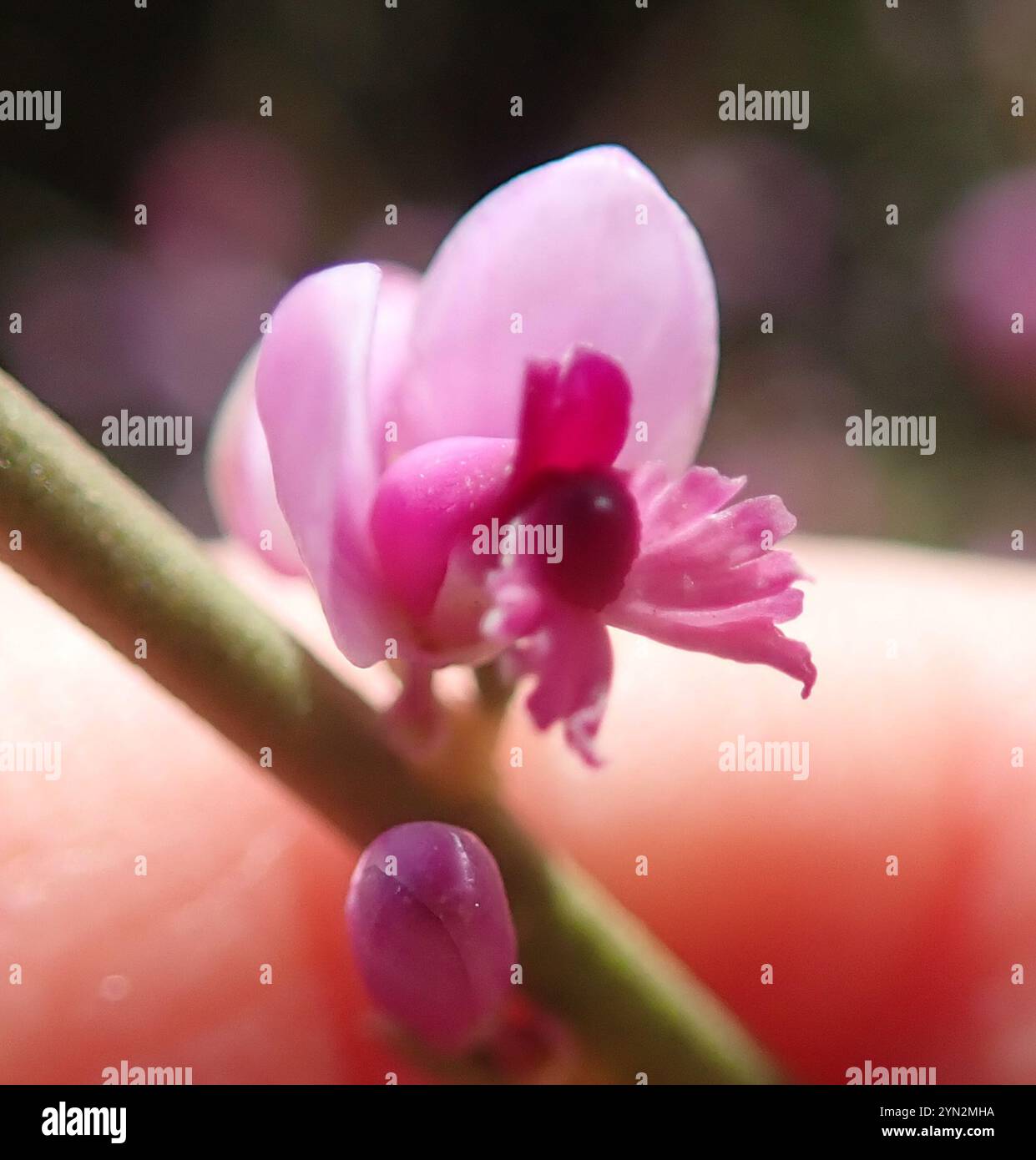 tortoise berry (Muraltia spinosa Stock Photo - Alamy