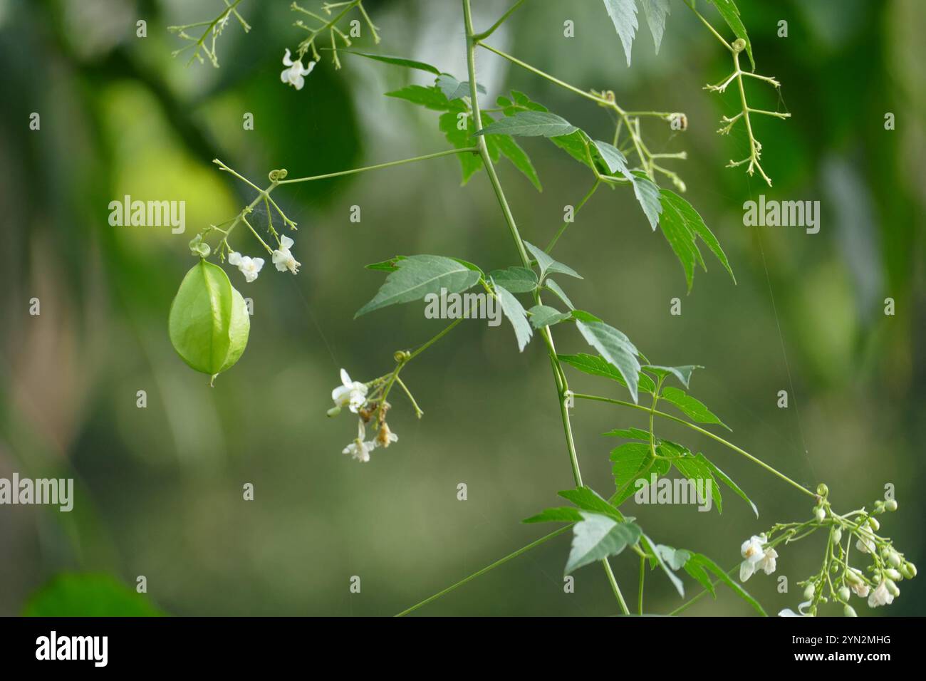 Balloon Vines and Heartseed (Cardiospermum Stock Photo - Alamy