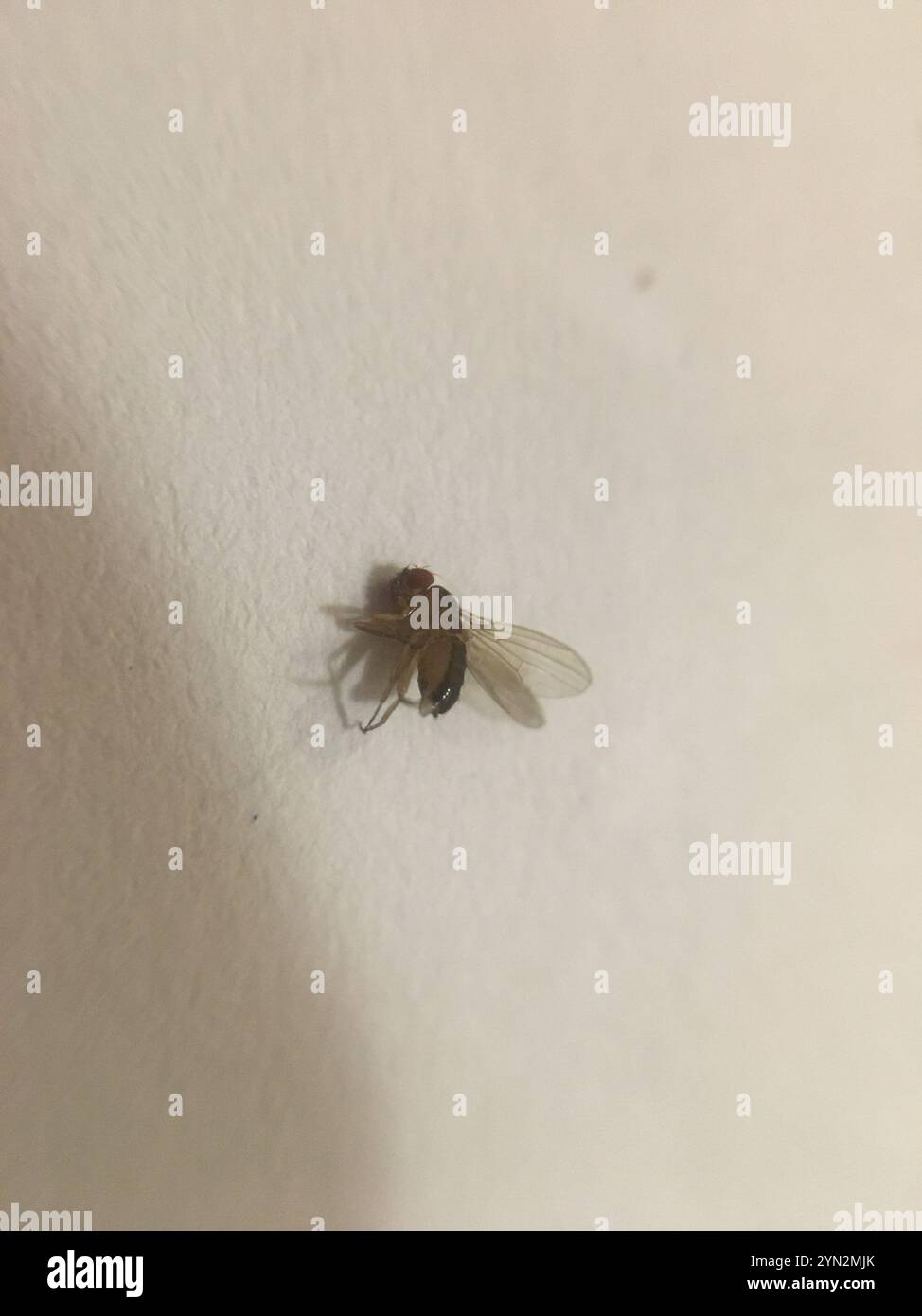 Small Fruit Flies (Drosophila Stock Photo - Alamy