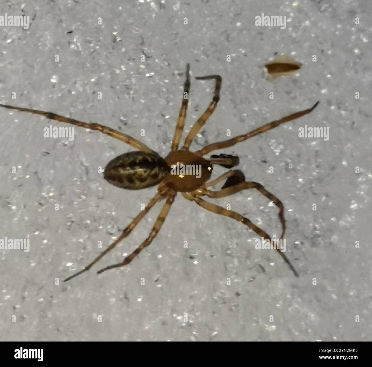 Horse-Head Spider (Stemonyphantes lineatus Stock Photo - Alamy