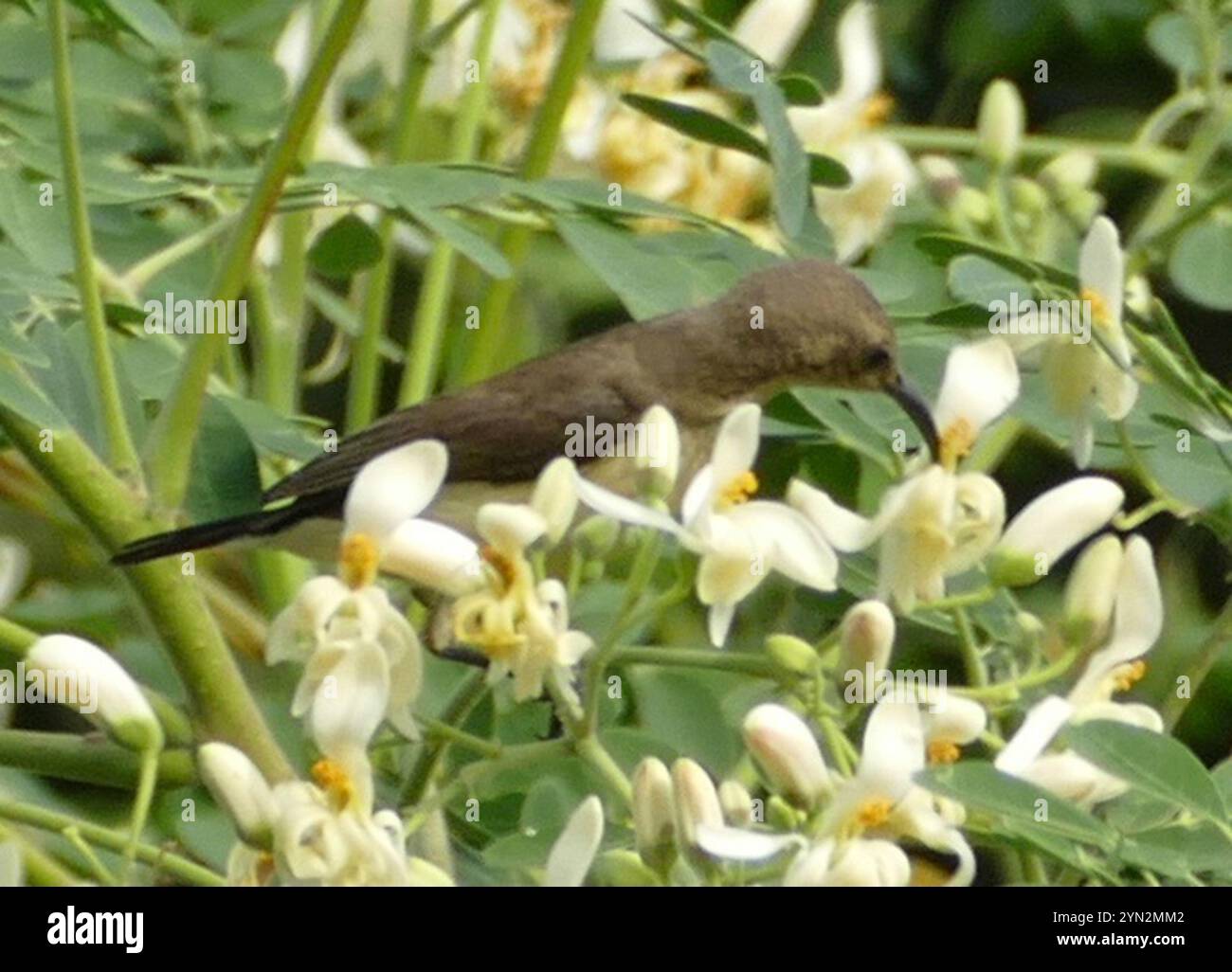 Sunbirds cinnyris hi-res stock photography and images - Alamy