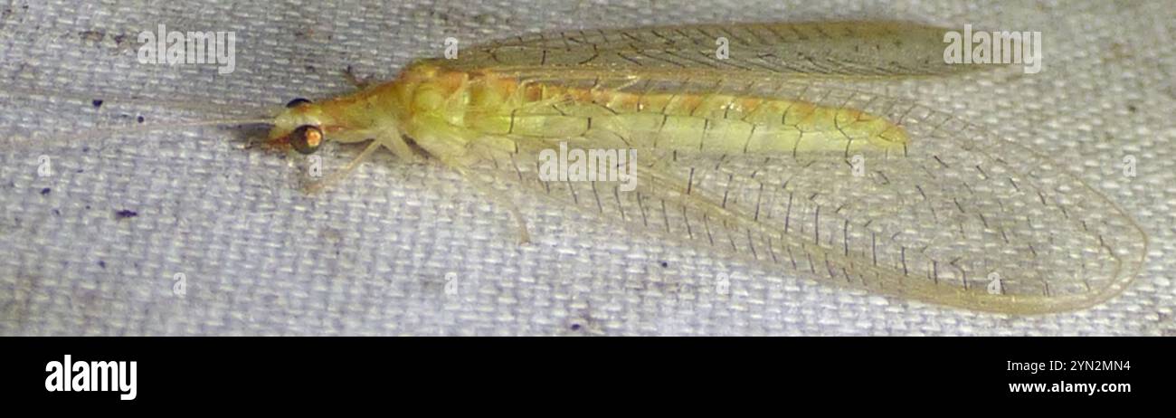 Red-lipped Green Lacewing (Chrysoperla rufilabris Stock Photo - Alamy