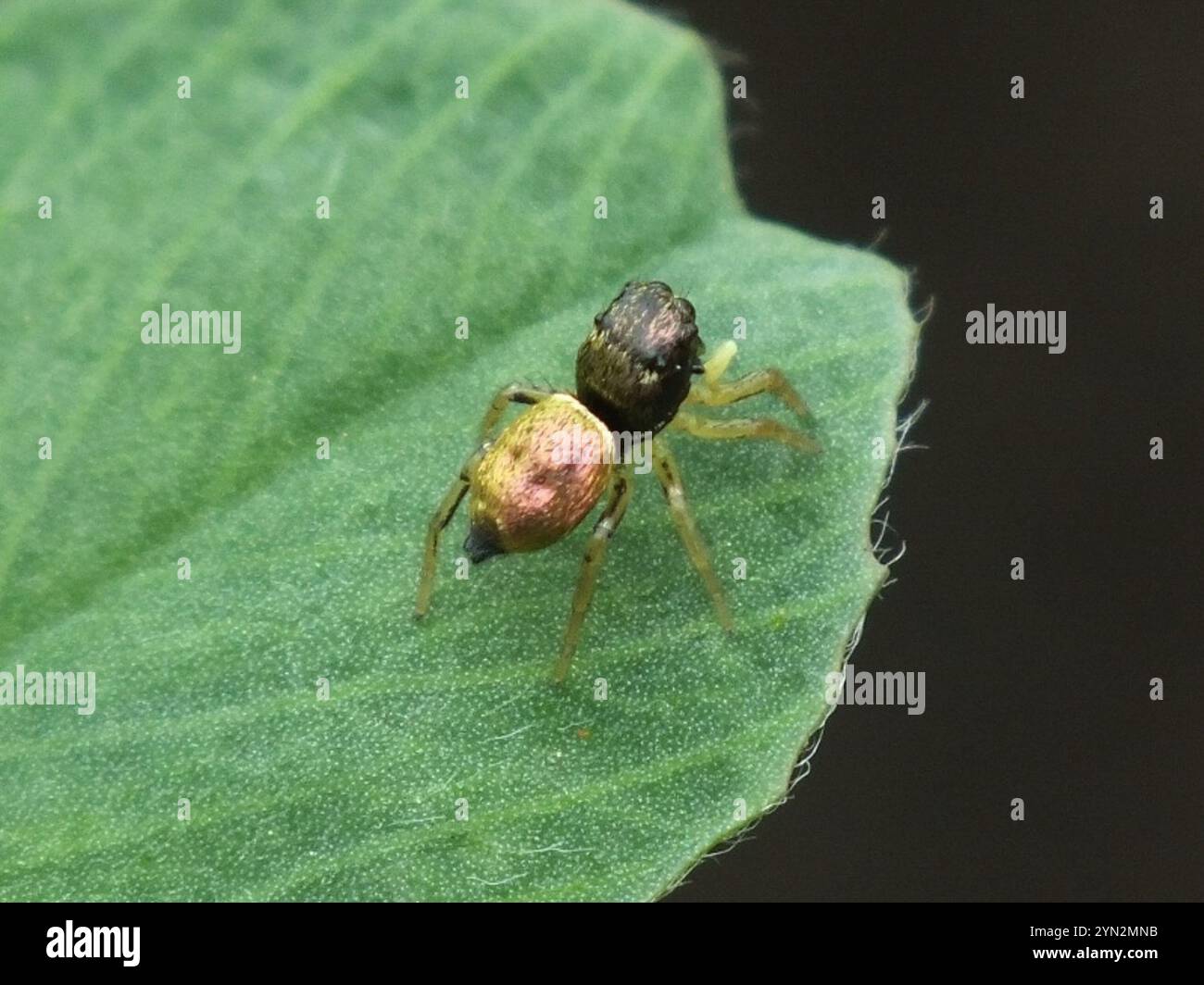 Heliophanus auratus hi-res stock photography and images - Alamy