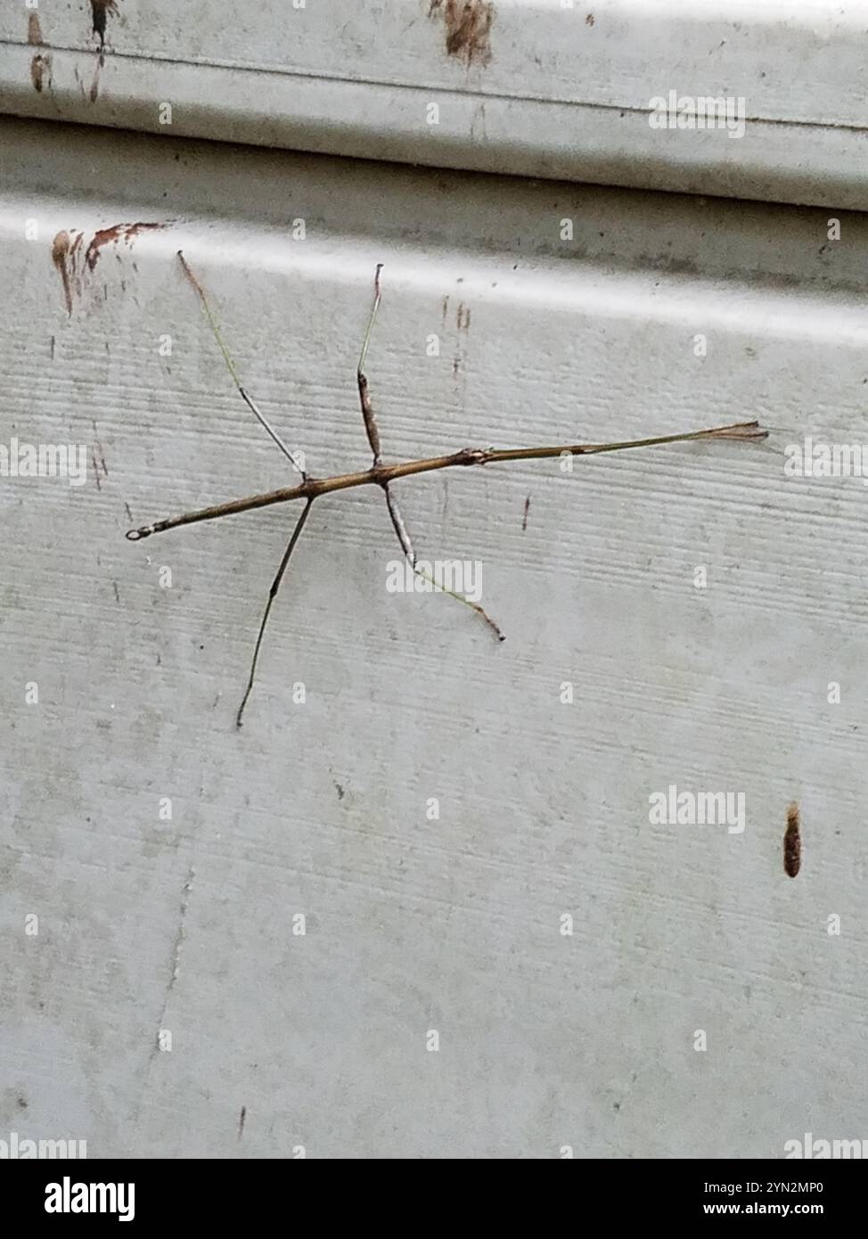 Northern Walkingstick Diapheromera Femorata Stock Photo Alamy