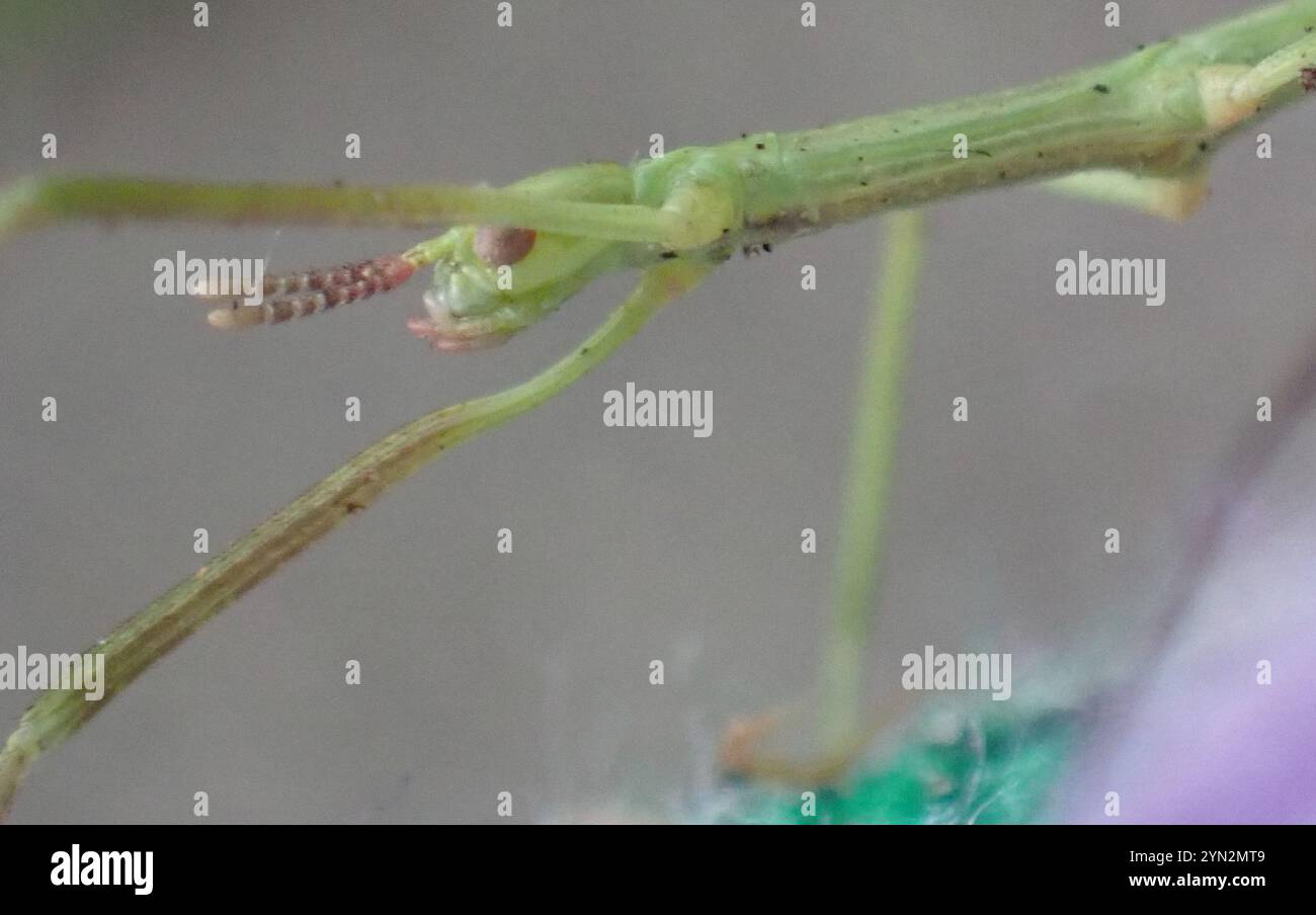 Margin-winged Stick Insect (Ctenomorpha marginipennis Stock Photo - Alamy