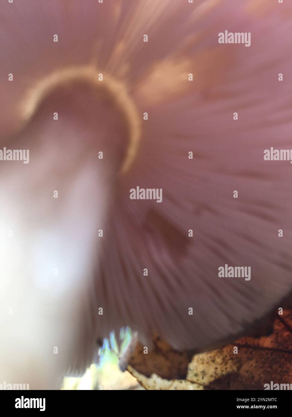 Deer Mushroom (Pluteus cervinus Stock Photo - Alamy