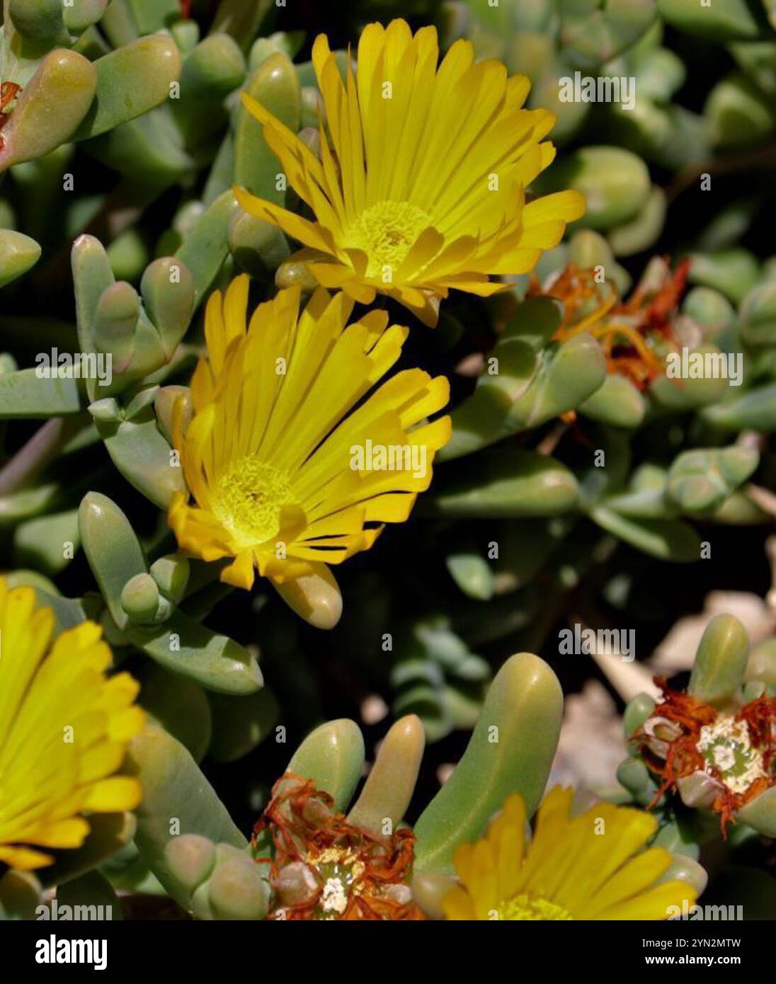 rocky point ice plant (Malephora lutea Stock Photo - Alamy