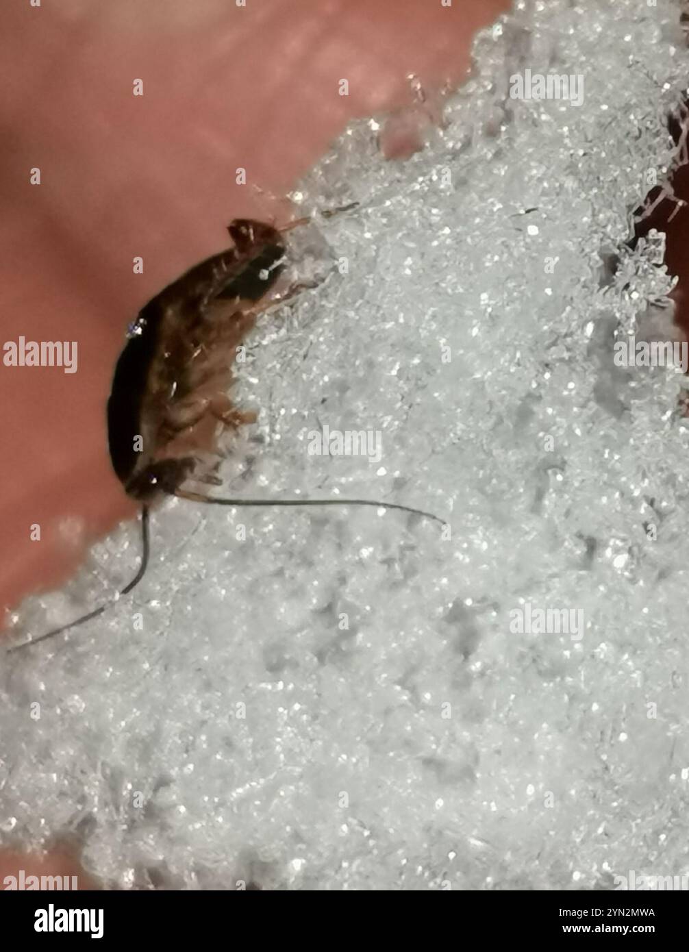 Forest Cockroach (Ectobius sylvestris Stock Photo - Alamy