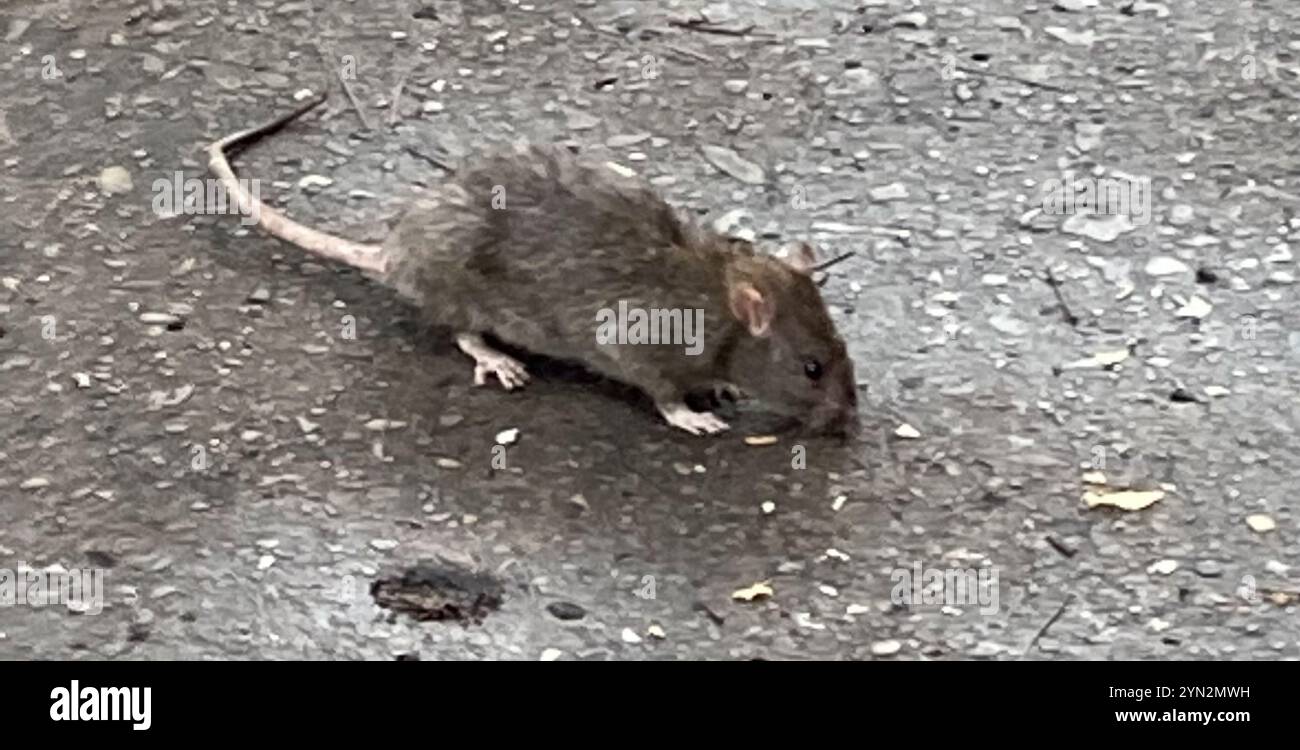 Old World Rats (Rattus Stock Photo - Alamy