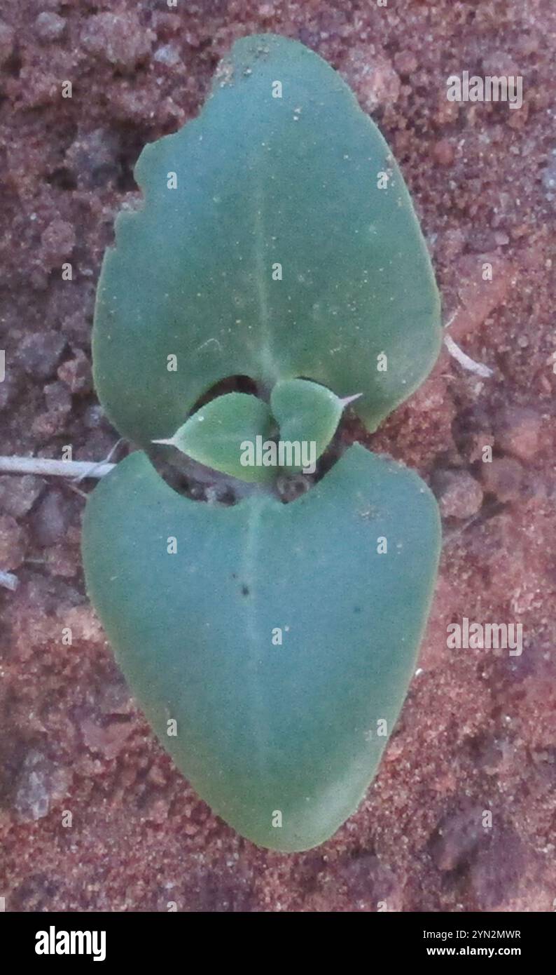 Serowe Lashes (Blepharis petalidioides Stock Photo - Alamy