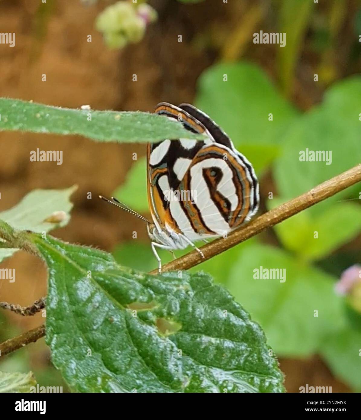 Dynamine hi-res stock photography and images - Alamy