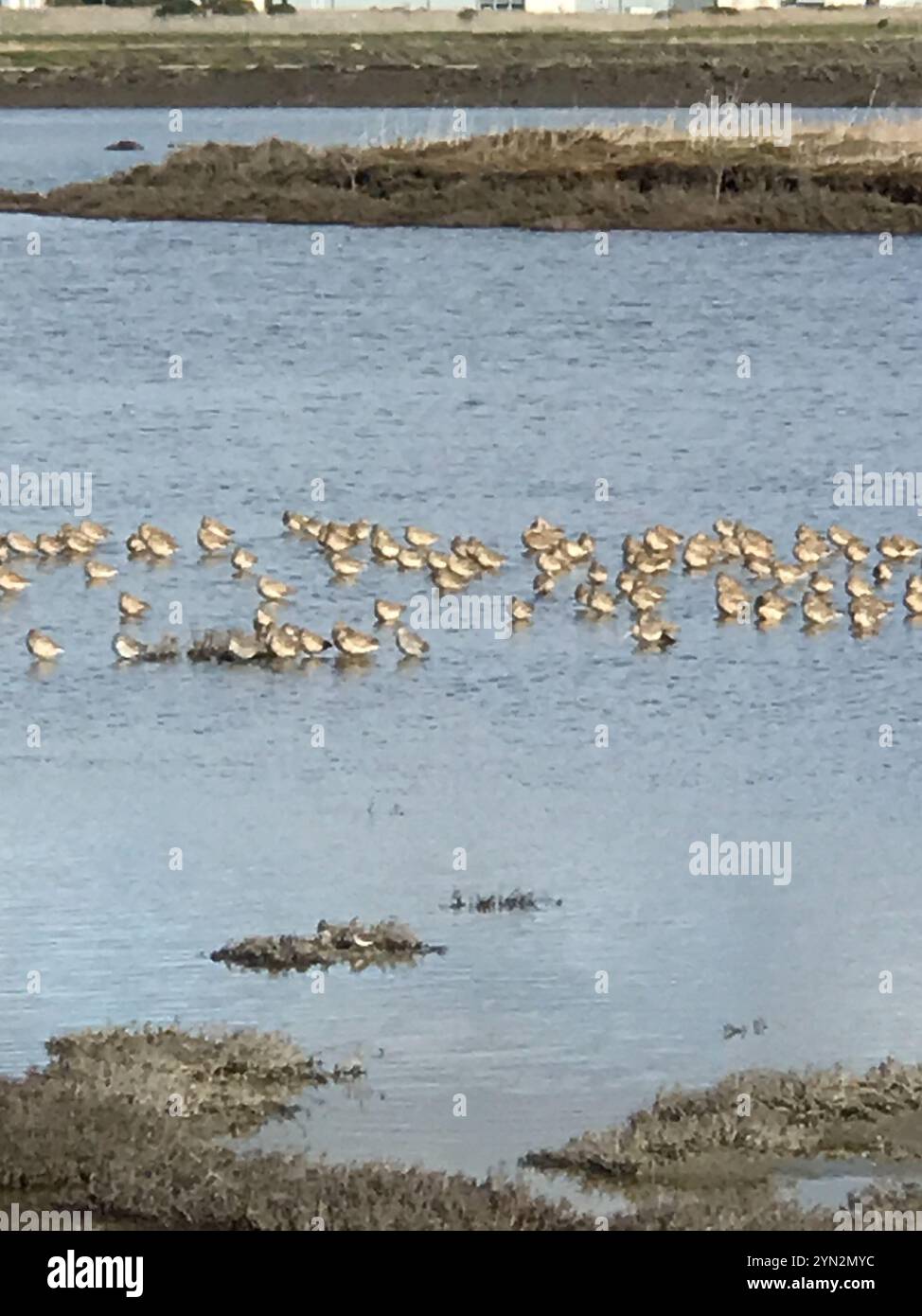 Marbled Godwit (Limosa fedoa Stock Photo - Alamy