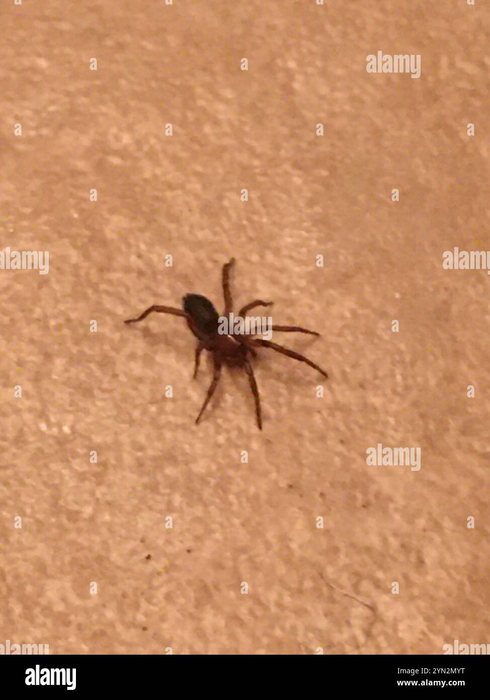 Stealthy Ground Spiders (Gnaphosidae Stock Photo - Alamy