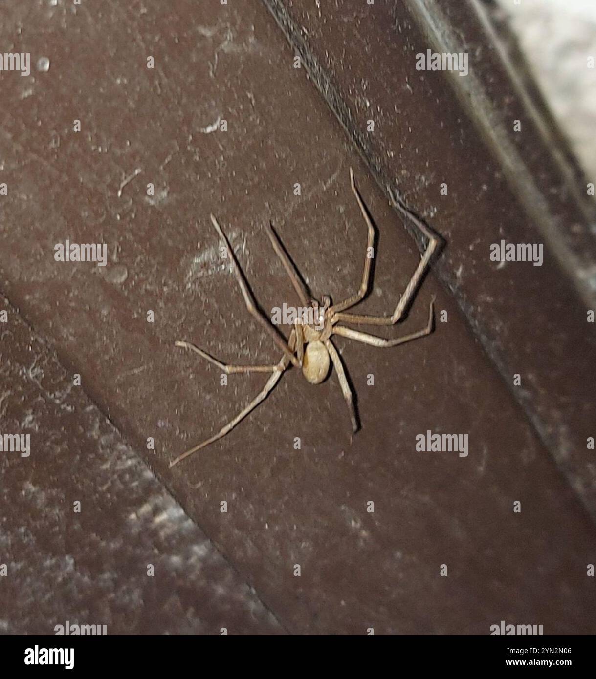 Recluse spiders hi-res stock photography and images - Alamy