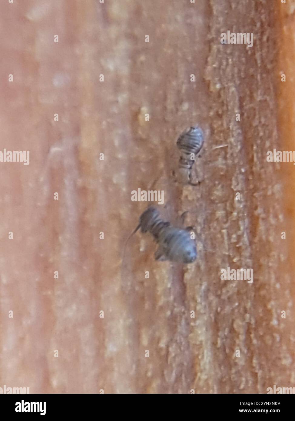 Barklice, Booklice, and Parasitic Lice (Psocodea Stock Photo - Alamy