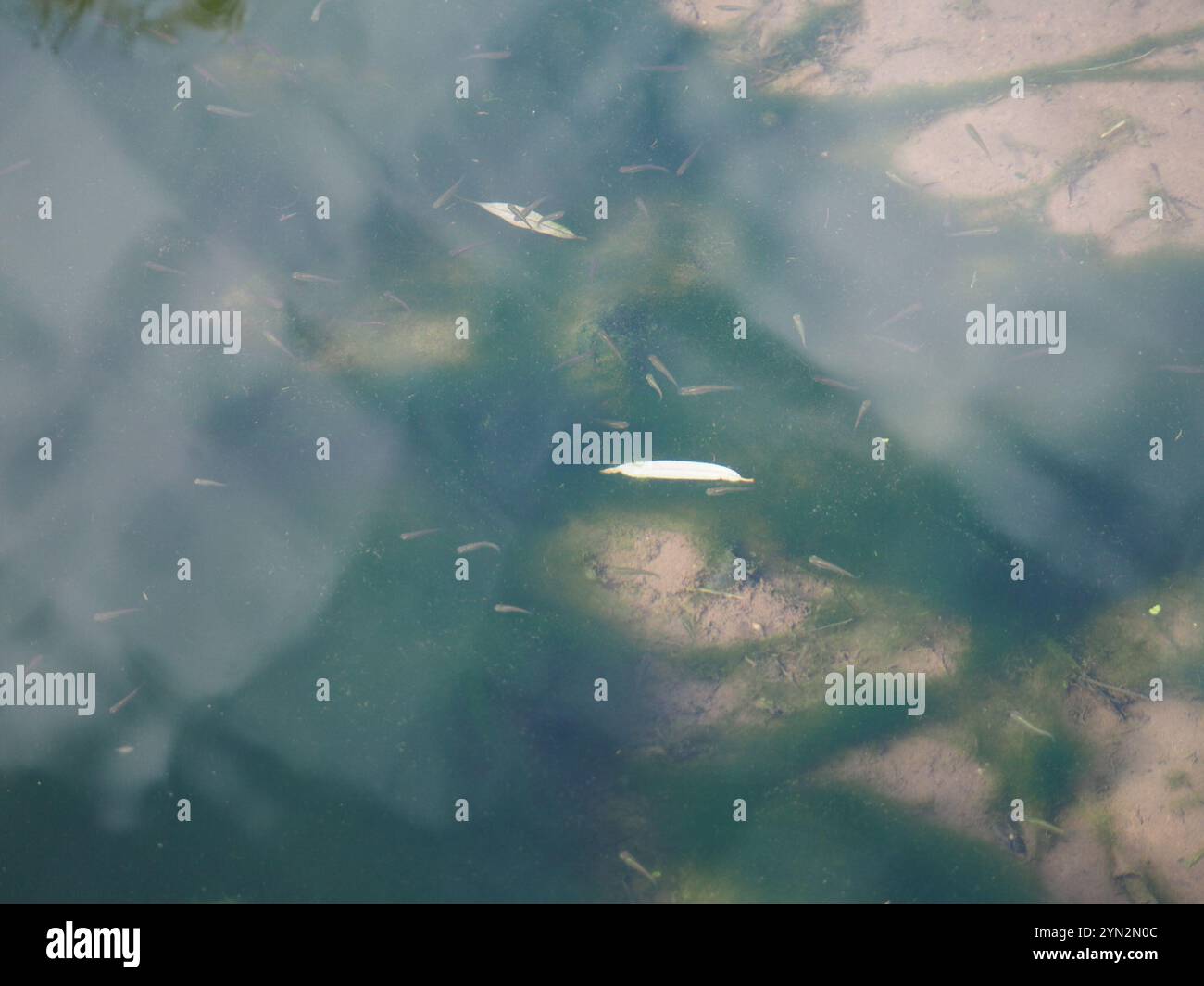 Ray-finned Fishes (Actinopterygii Stock Photo - Alamy