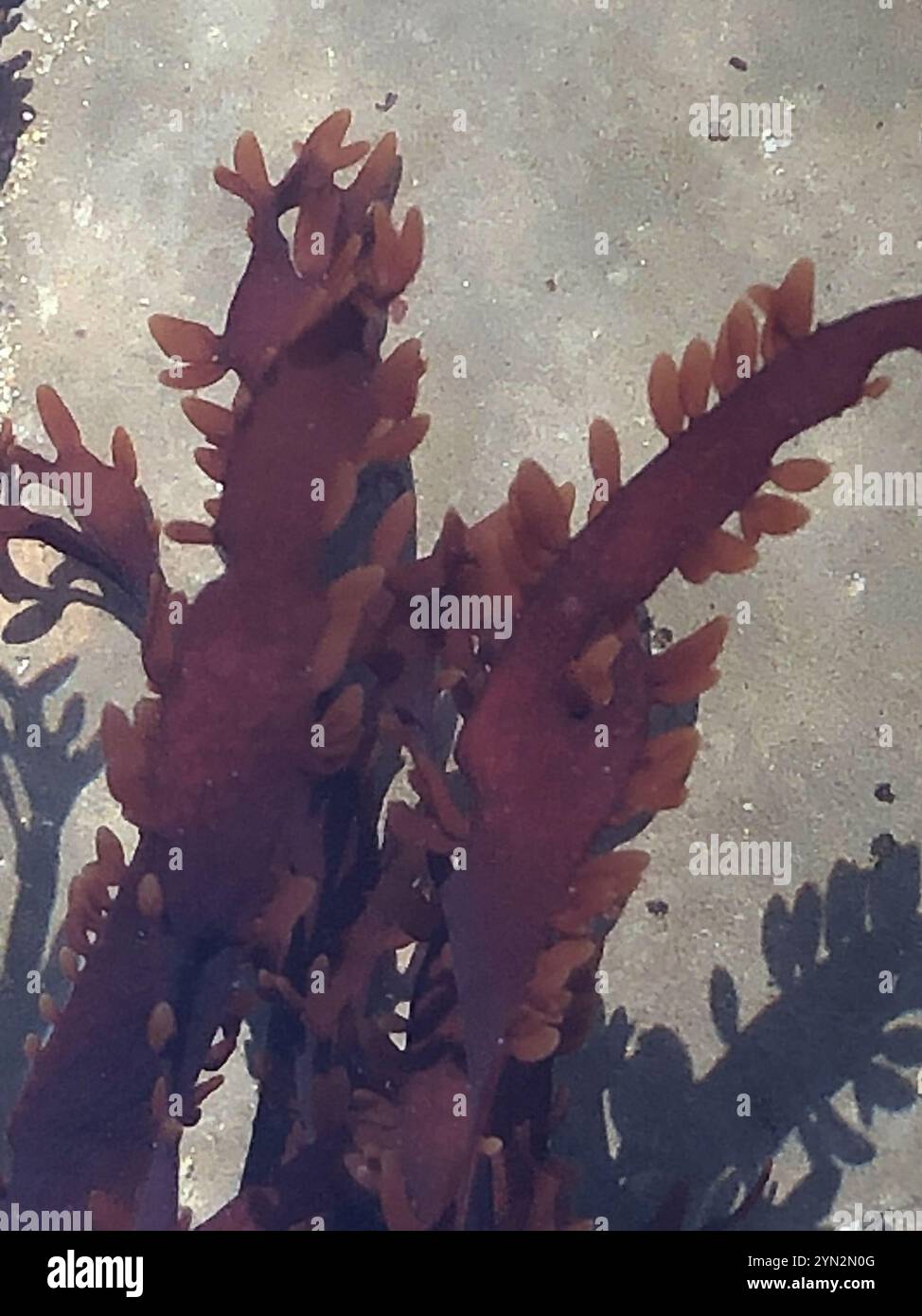 red algae (Rhodophyta Stock Photo - Alamy